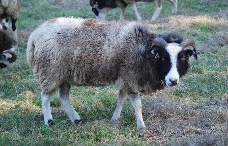 three fates jacob sheep flock